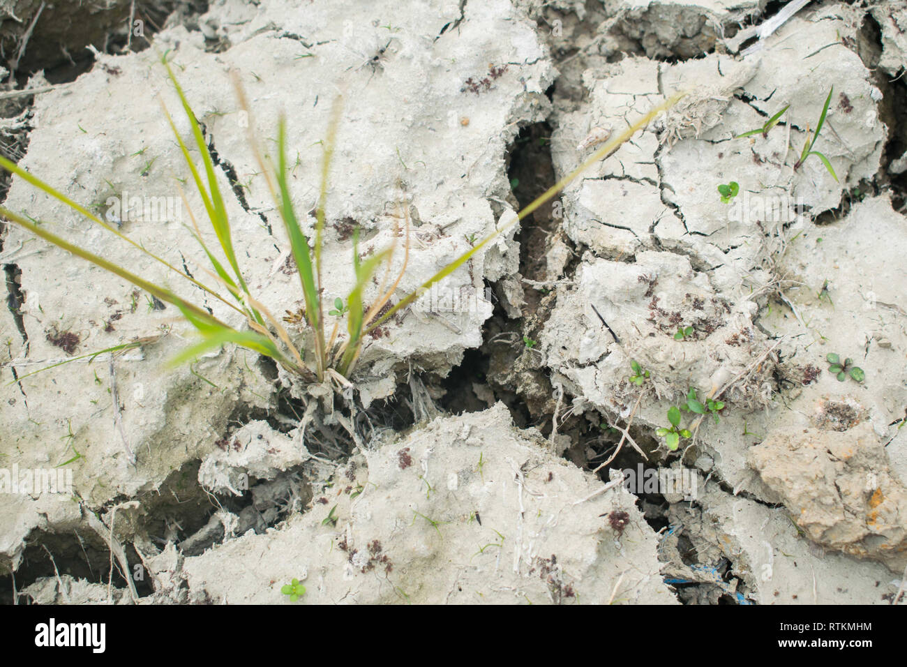 Single of Rice planted on a dried cracked soil Stock Photo - Alamy