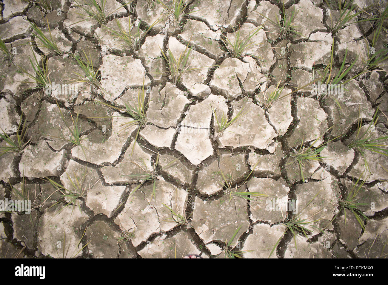 Cracked dried land of a rice field, Rice plants planted on a dried ...