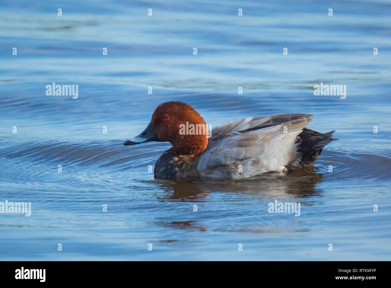 Closeup of a male common pochard Aythya ferina duck swimming in blue ...