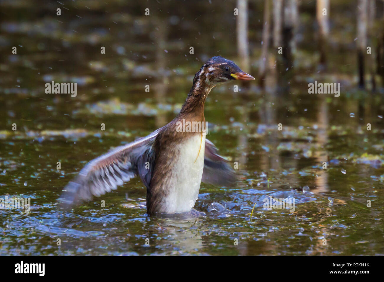 Little grebe diving hi-res stock photography and images - Alamy