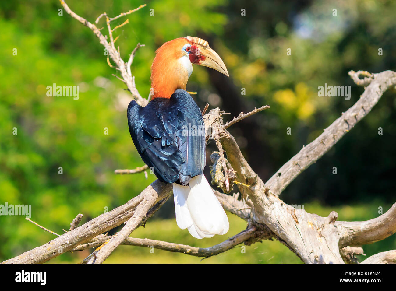 Closeup portrait of a male Blyth's hornbill Rhyticeros plicatus, or ...