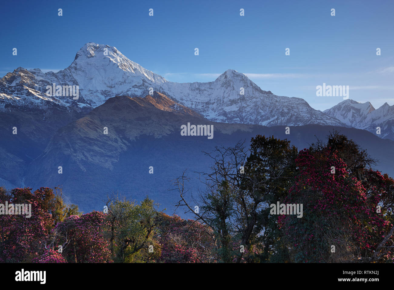Tadapani hi-res stock photography and images - Alamy