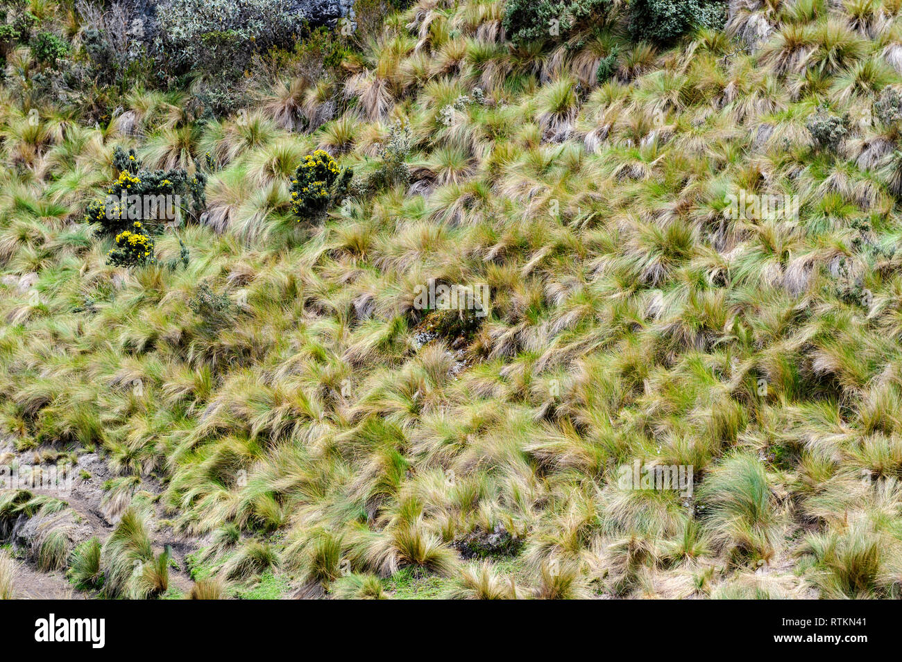 Paramo grass on the hillside of Cajas National Park Ecuador Stock Photo ...