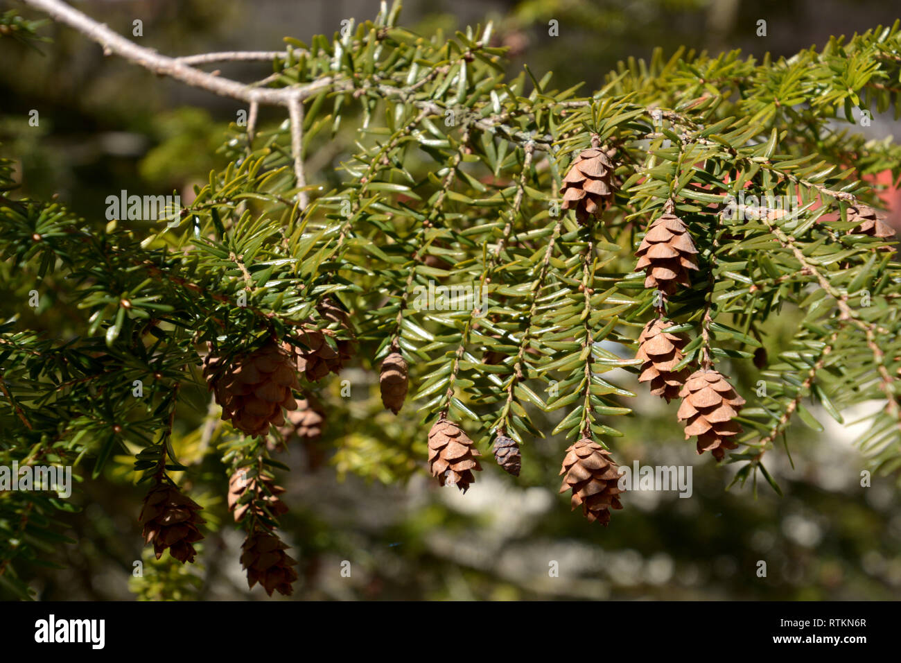 evergreen sequoia sempervirens tree with new shoots and cones in early ...