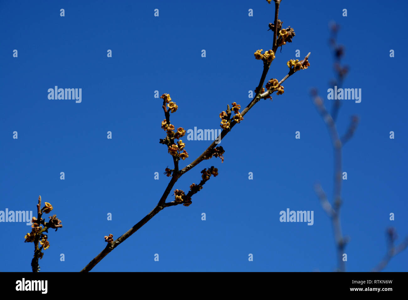 American witch hazel hi-res stock photography and images - Alamy