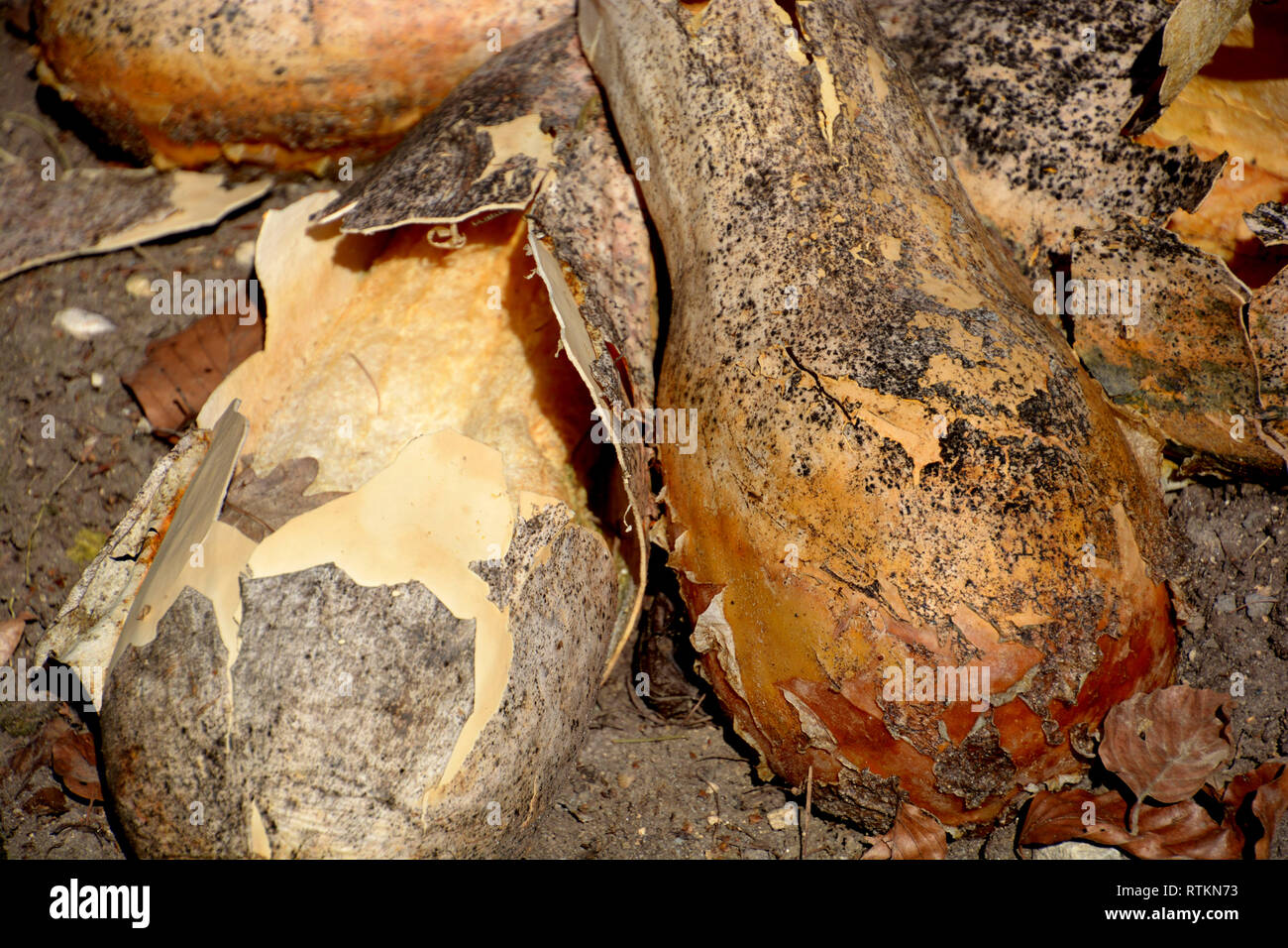 over the winter dried and broken yellow garden squash in the spring sun ...