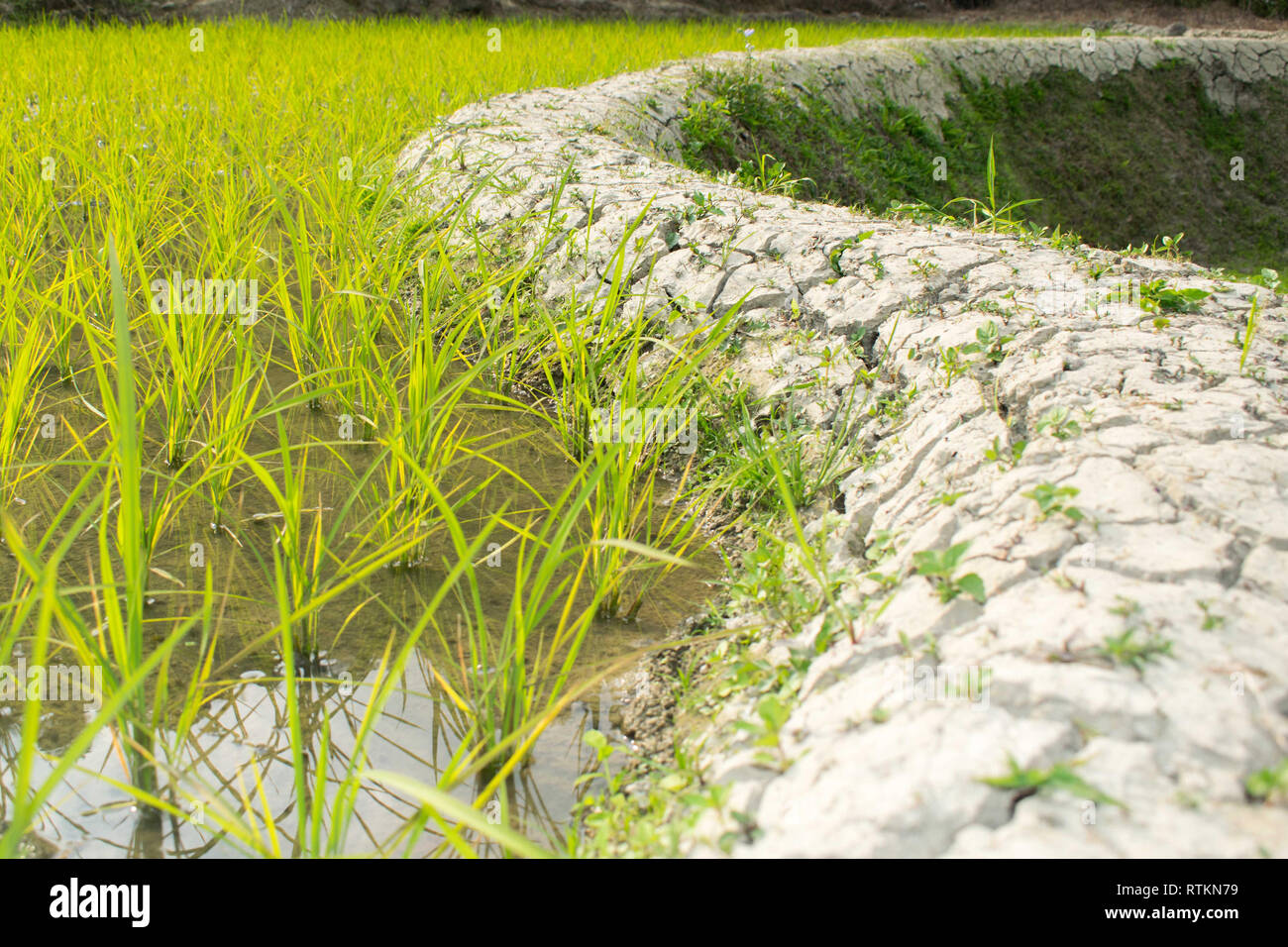Dried and cracked rice paddies on a rice field with rice plants Stock ...