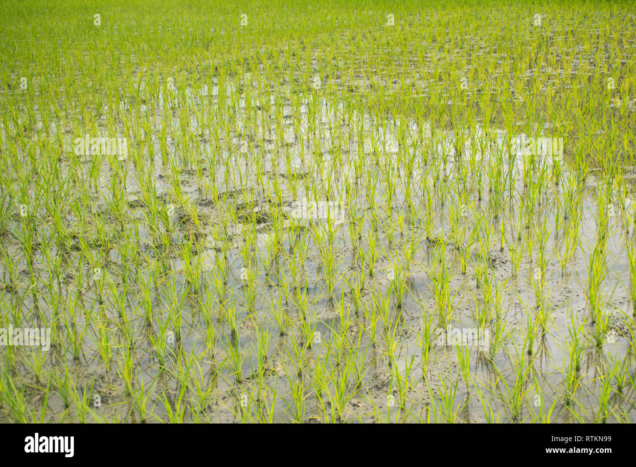 Small rice plants on a rice field, background of rice plantation Stock ...