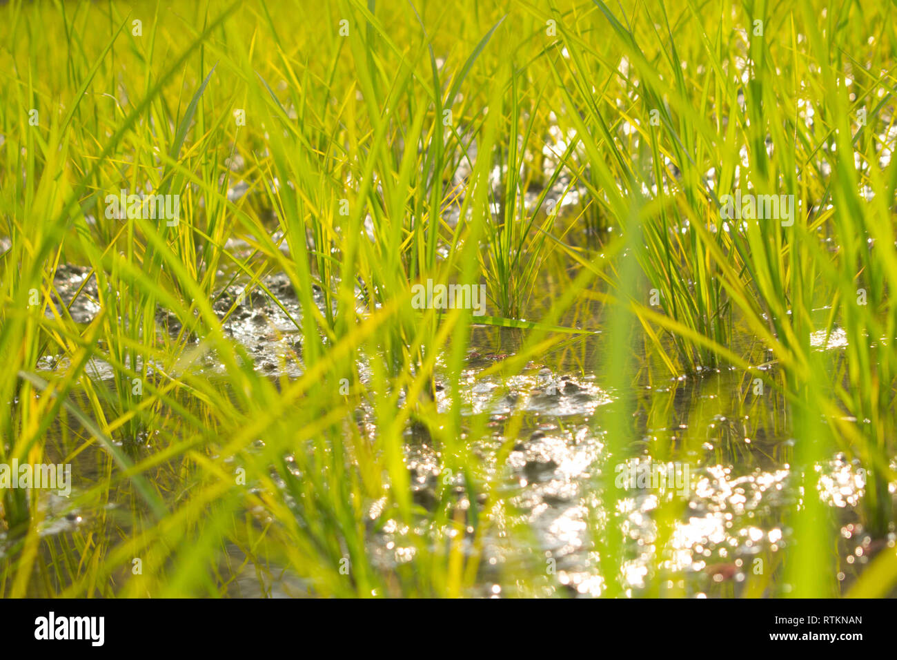 Abstract of green rice plants on a wet rice field, rice planting, rice ...