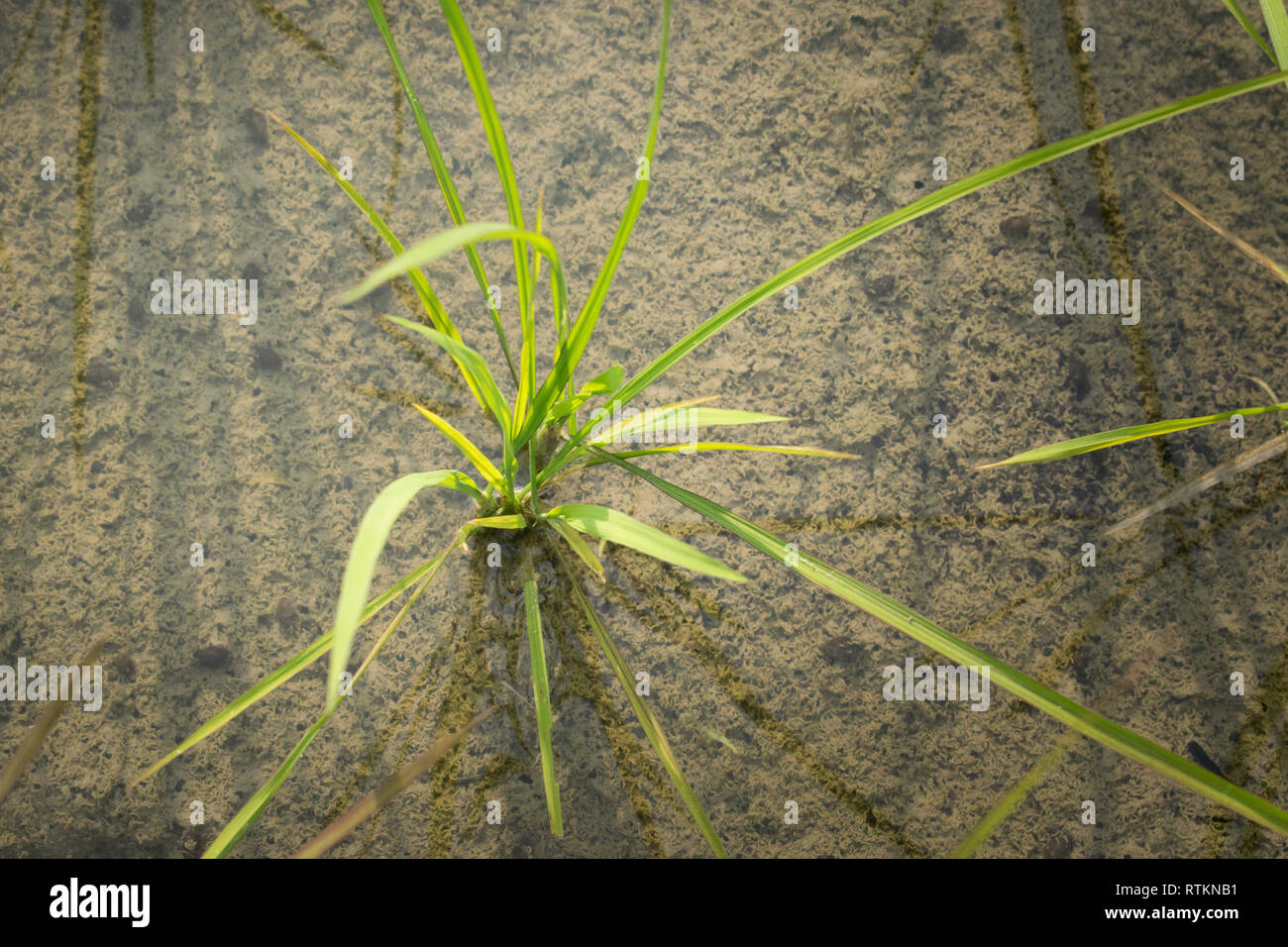 Isolated rice plant taken from a top view, wet rice field, single rice ...