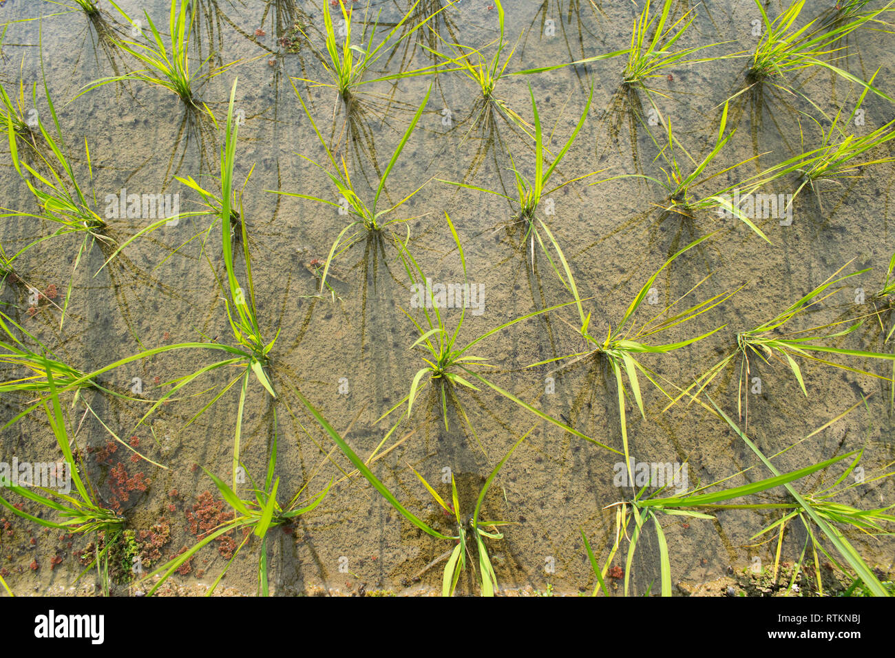 Rice plants planted on a rice field taken from the top, top view, rice ...