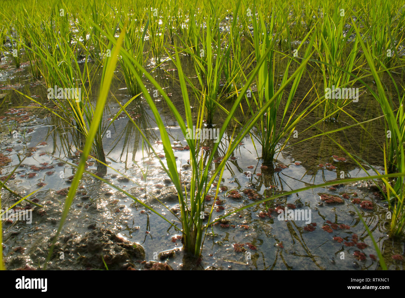 Green Rice Plants on a wet rice field Stock Photo - Alamy