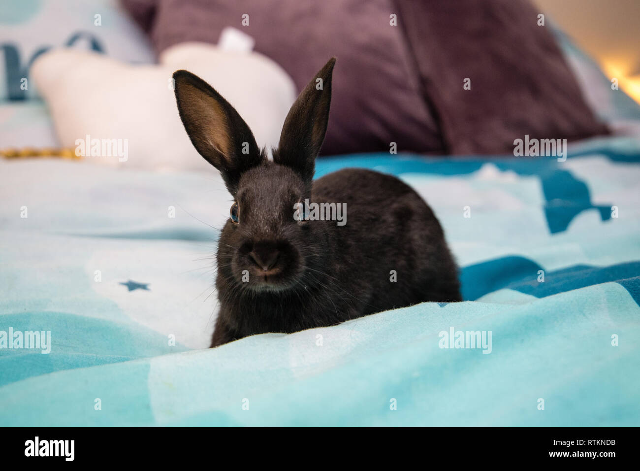 Black baby bunny rabbit Stock Photo - Alamy