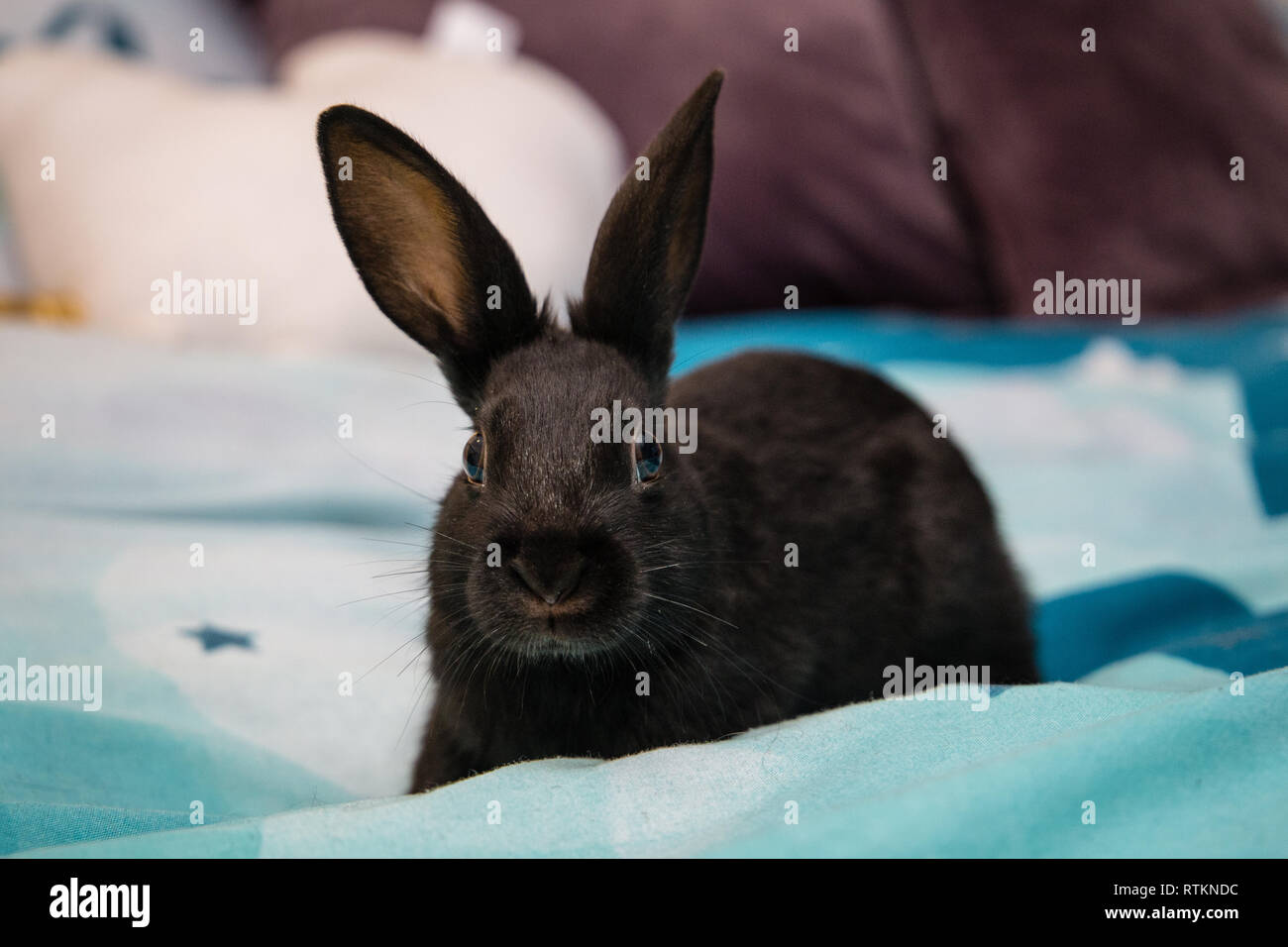 Enlgish rabbit hi-res stock photography and images - Alamy