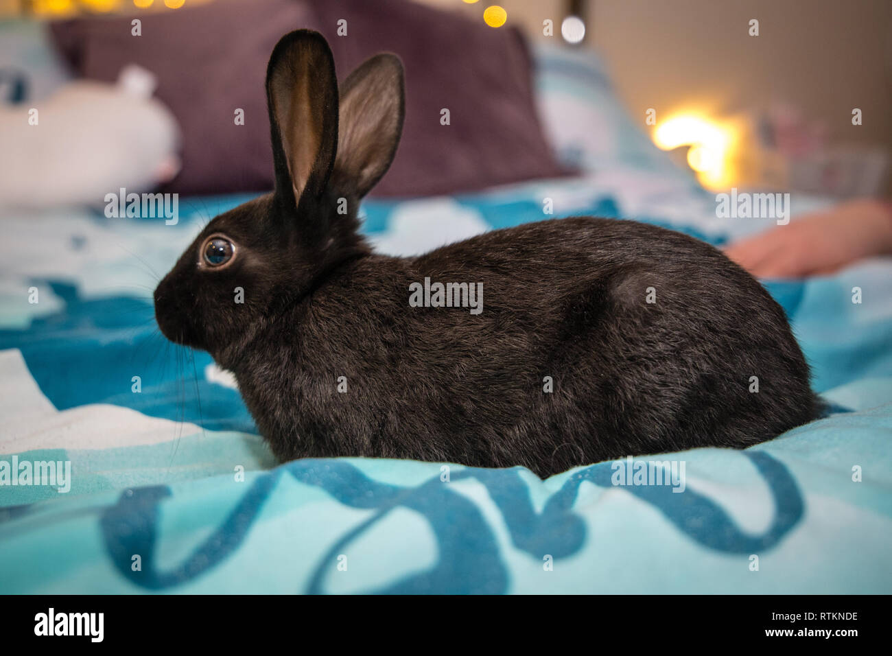 Enlgish rabbit hi-res stock photography and images - Alamy