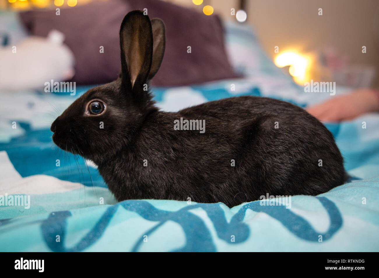 Black baby bunny rabbit Stock Photo - Alamy