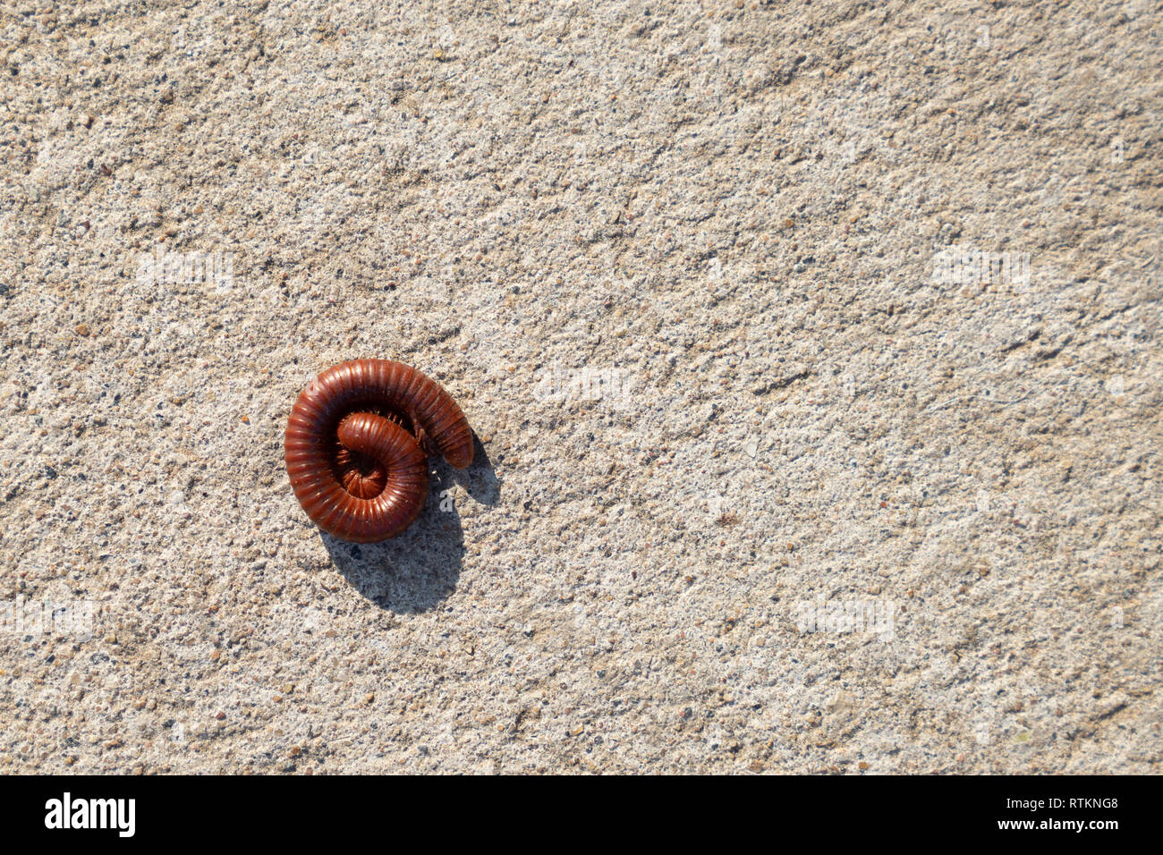 Giant millipede red legs hi-res stock photography and images - Alamy