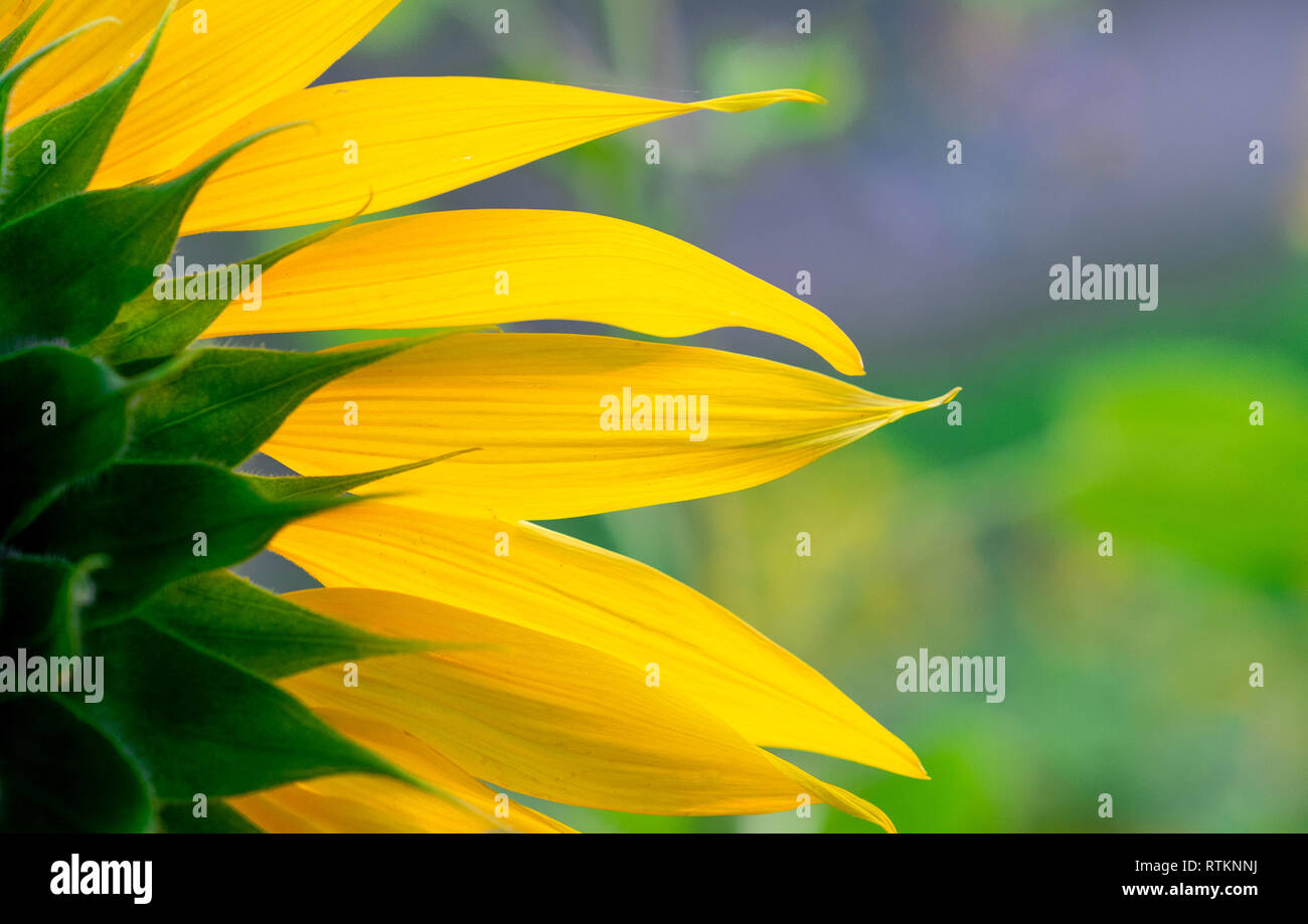 Back of sunflower hi-res stock photography and images - Alamy