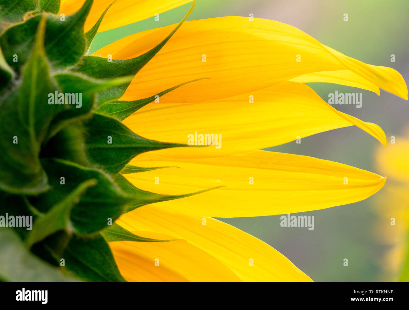 Back of sunflower hi-res stock photography and images - Alamy