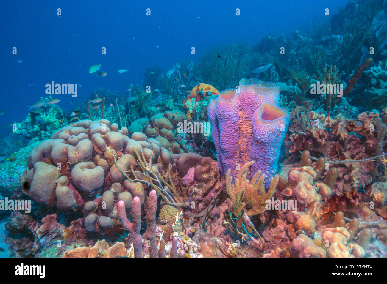 Callyspongia vaginalis, known as the branching vase sponge is a ...