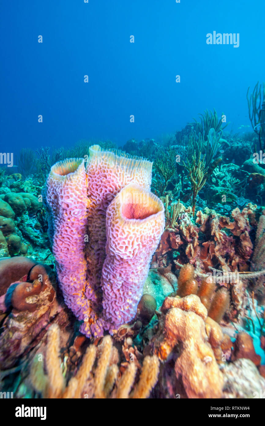Callyspongia vaginalis, known as the branching vase sponge is a ...