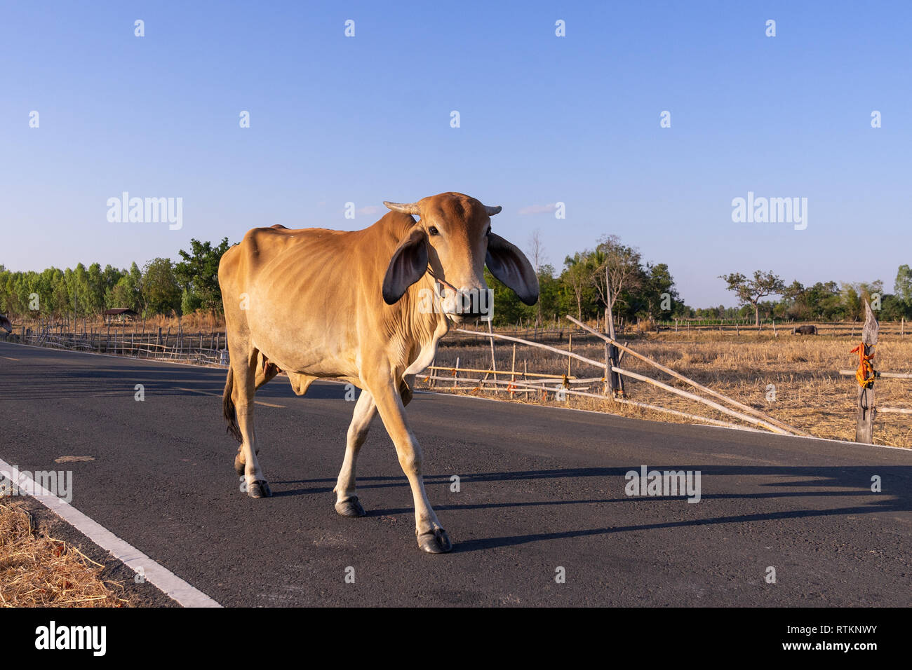 Cow walk hi-res stock photography and images - Alamy