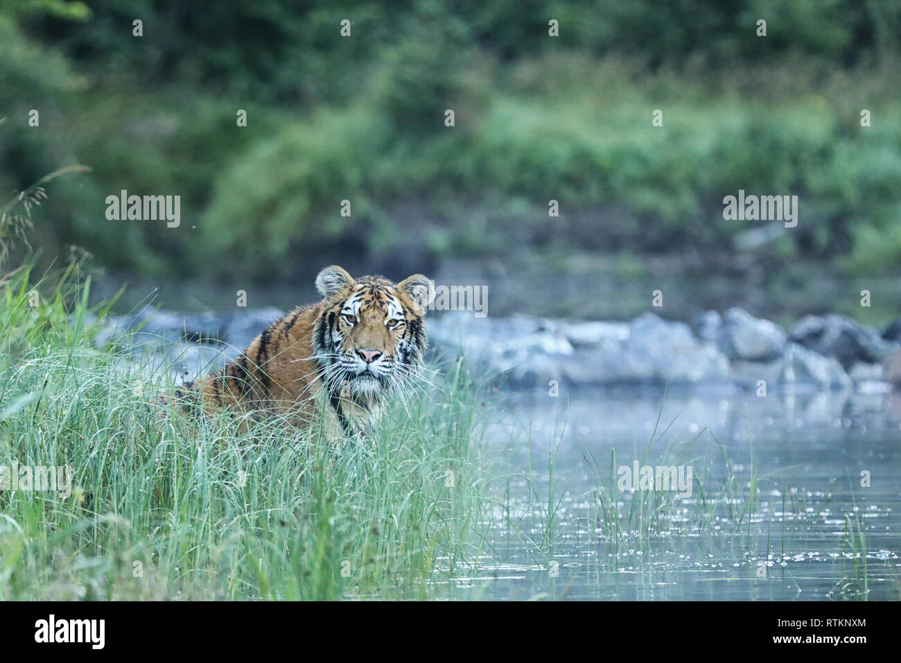 The Siberian tiger is the largest tiger - Panthera tigris amurensis ...