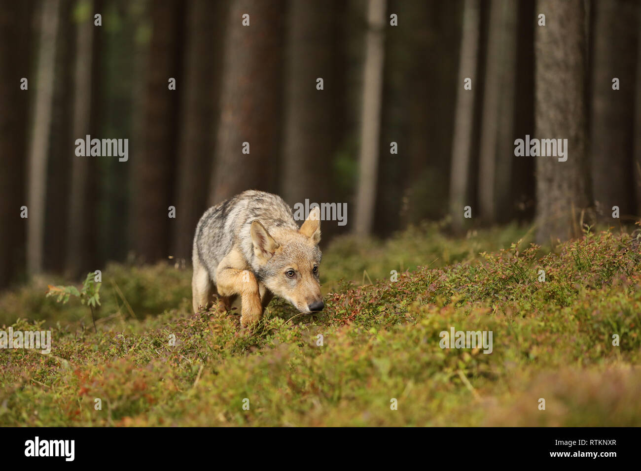 Wolf Sniffing High Resolution Stock Photography and Images - Alamy