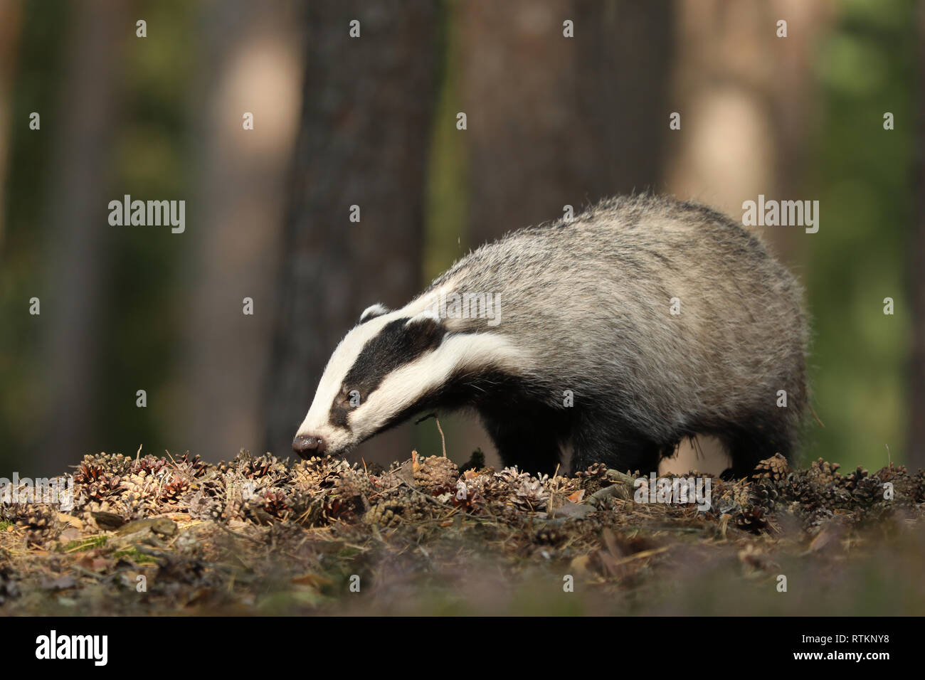 Wild Badger, Meles meles, animal in wood. European badger, autumn pine ...