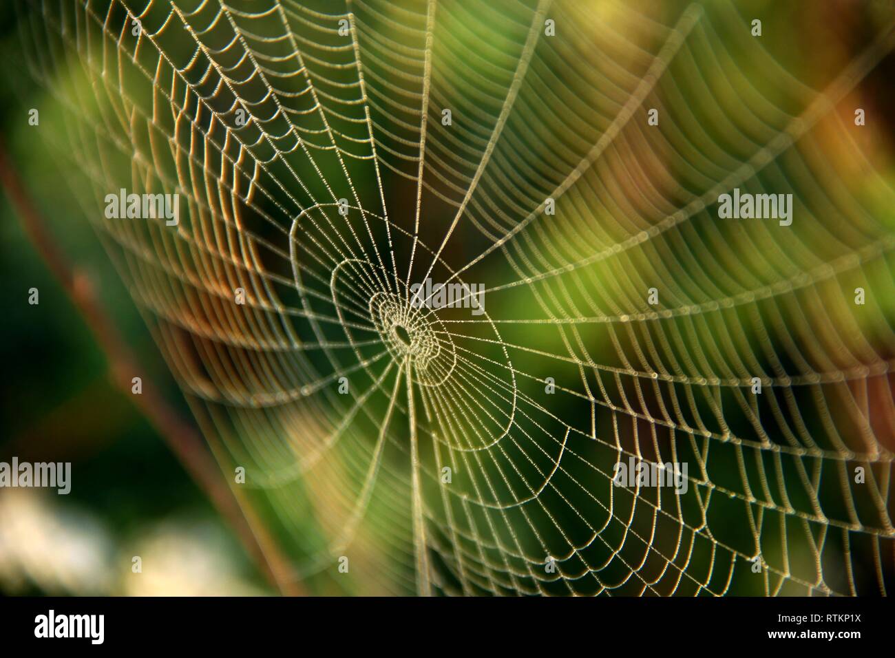 Spider web thin threads hi-res stock photography and images - Alamy