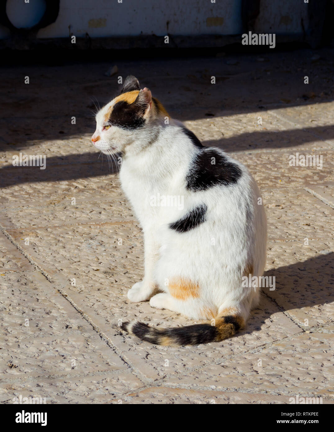 Italian wild cat Stock Photo - Alamy