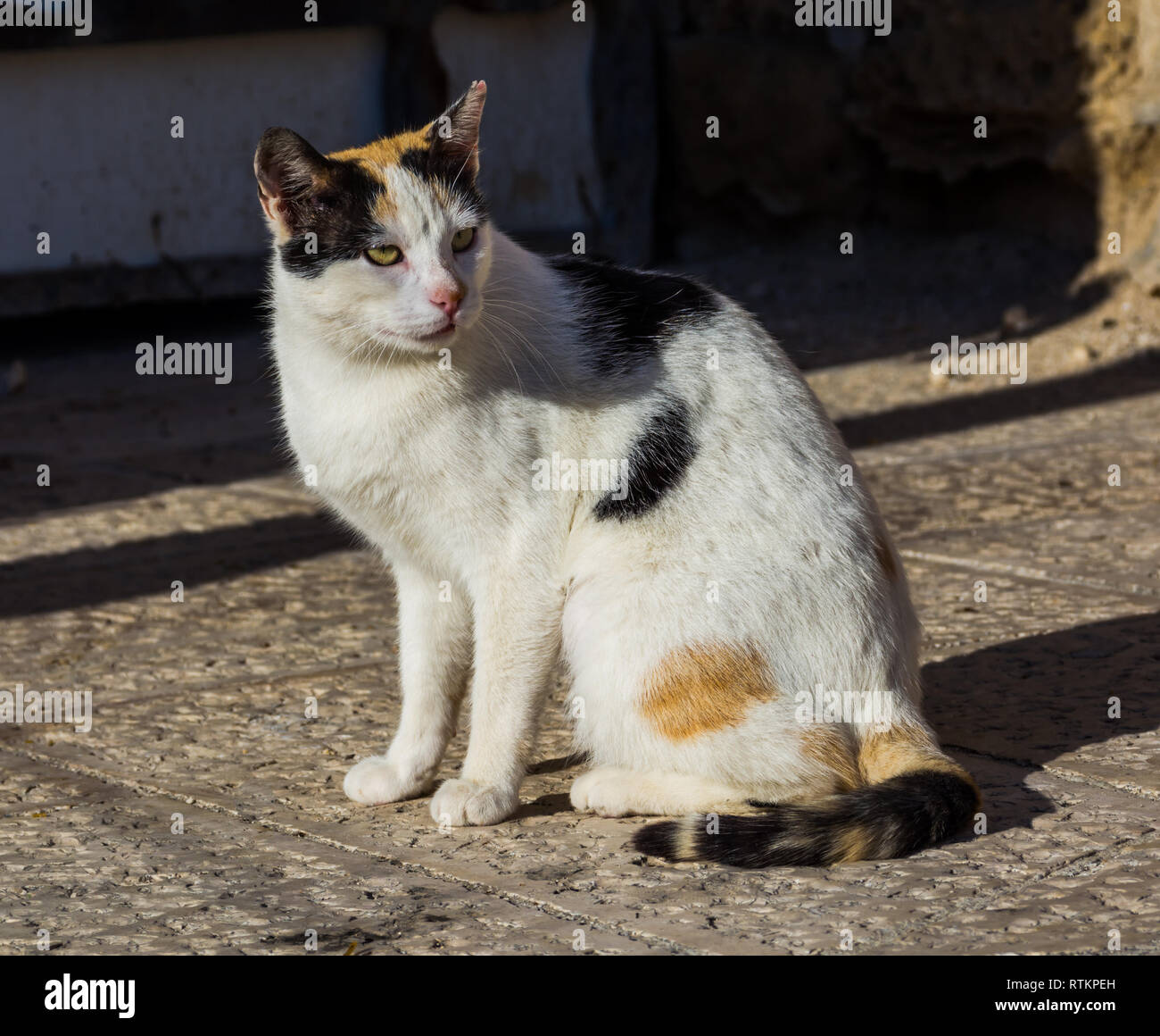 Italian wild cat Stock Photo - Alamy