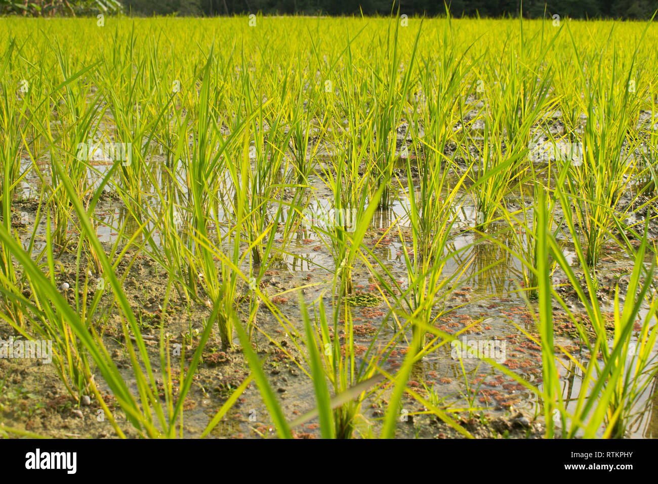 Riece field hi-res stock photography and images - Alamy