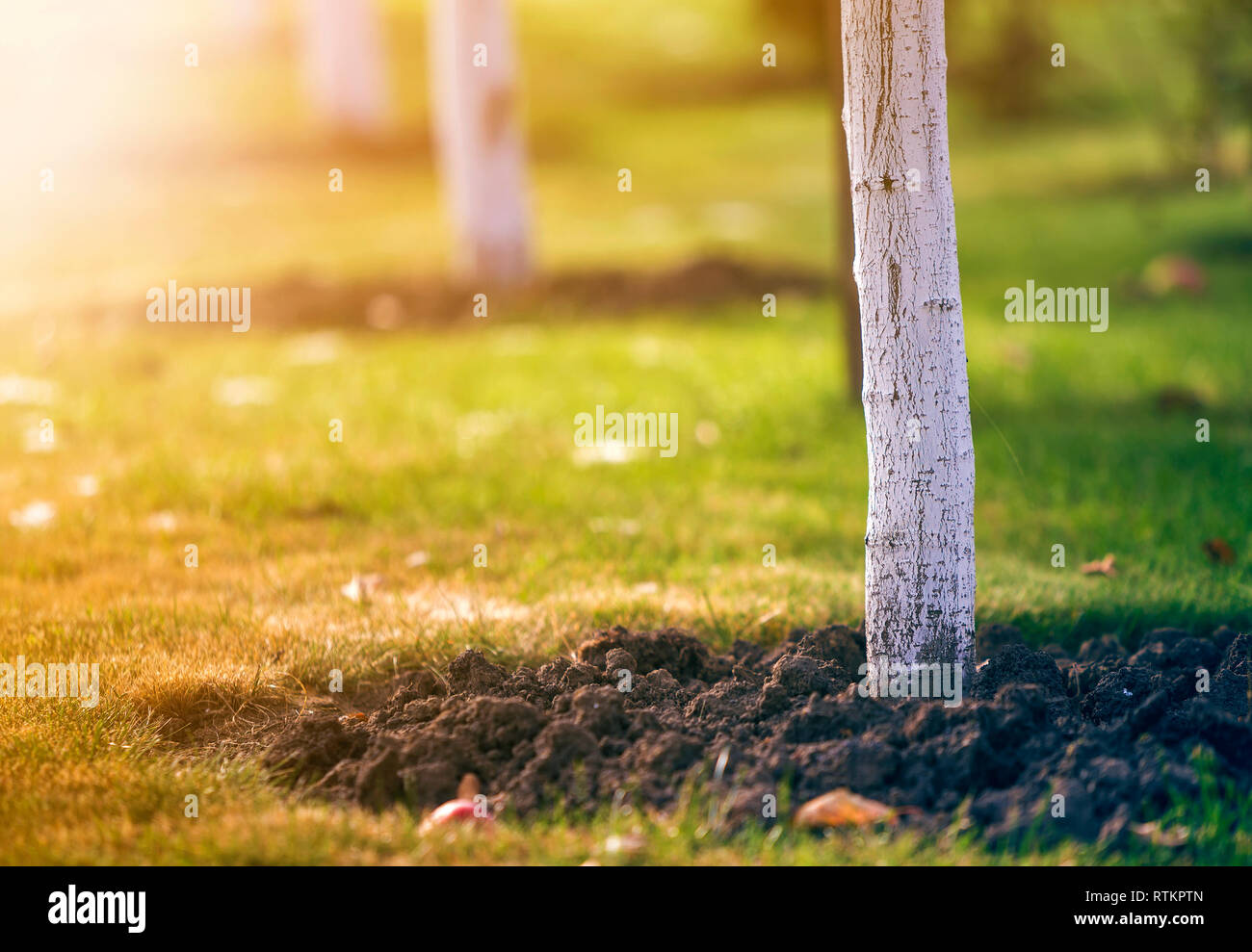 Whitewashed bark of tree growing in sunny orchard garden on blurred ...