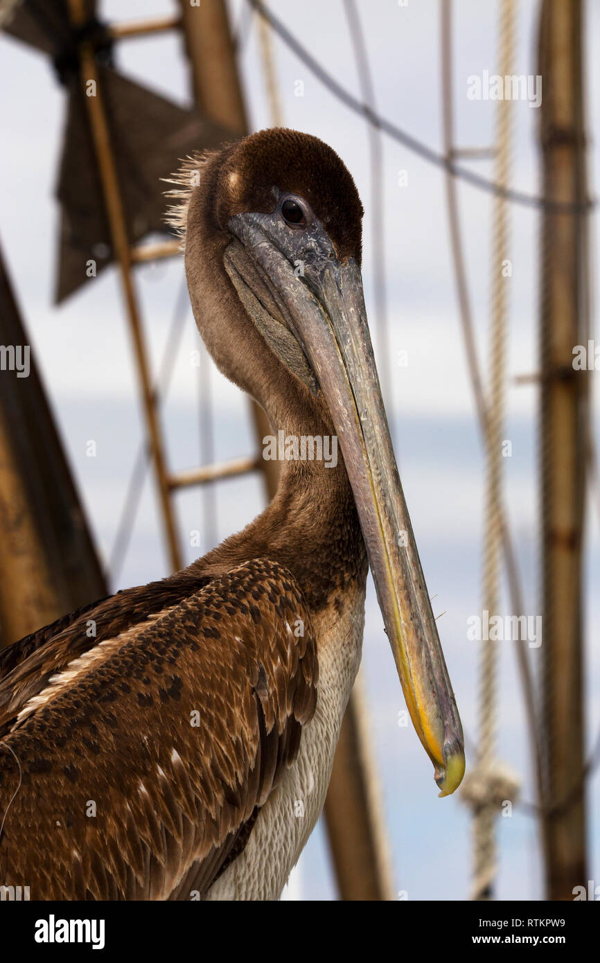 Pelican feet hi-res stock photography and images - Alamy