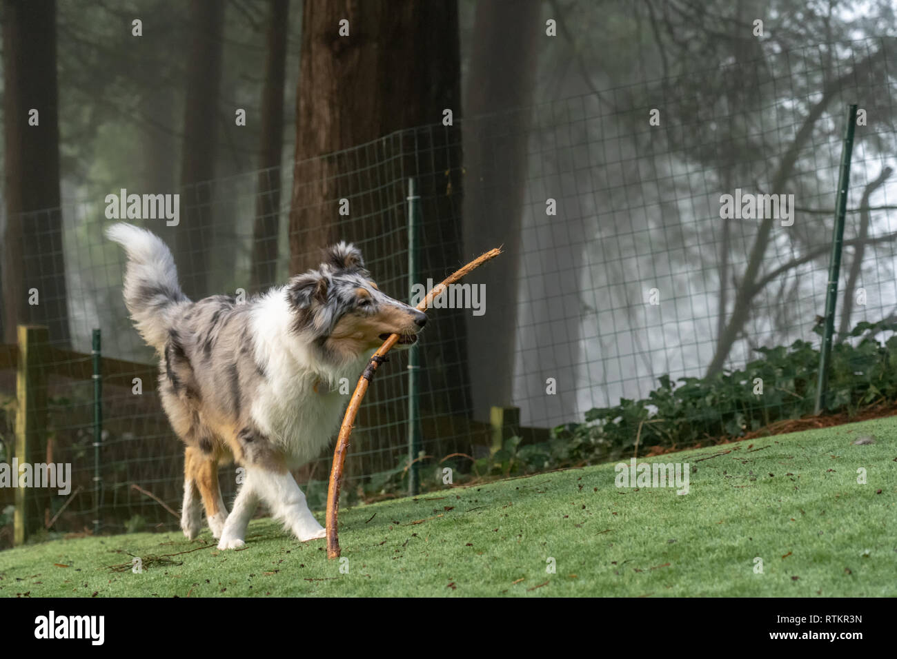 Rough stick hi-res stock photography and images - Alamy