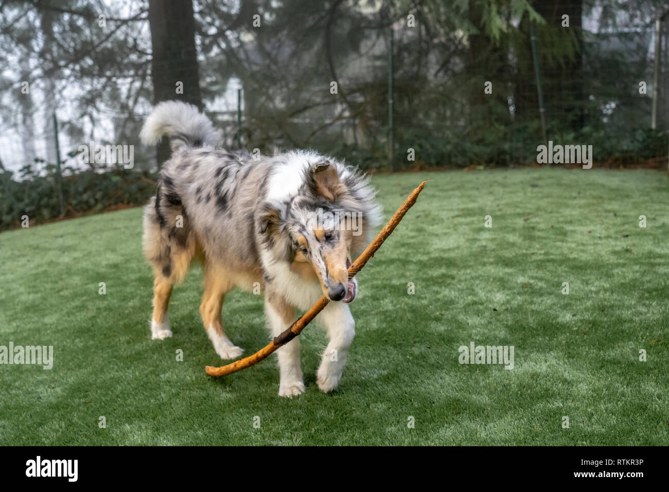 Rough collie puppy on grass hi-res stock photography and images - Alamy