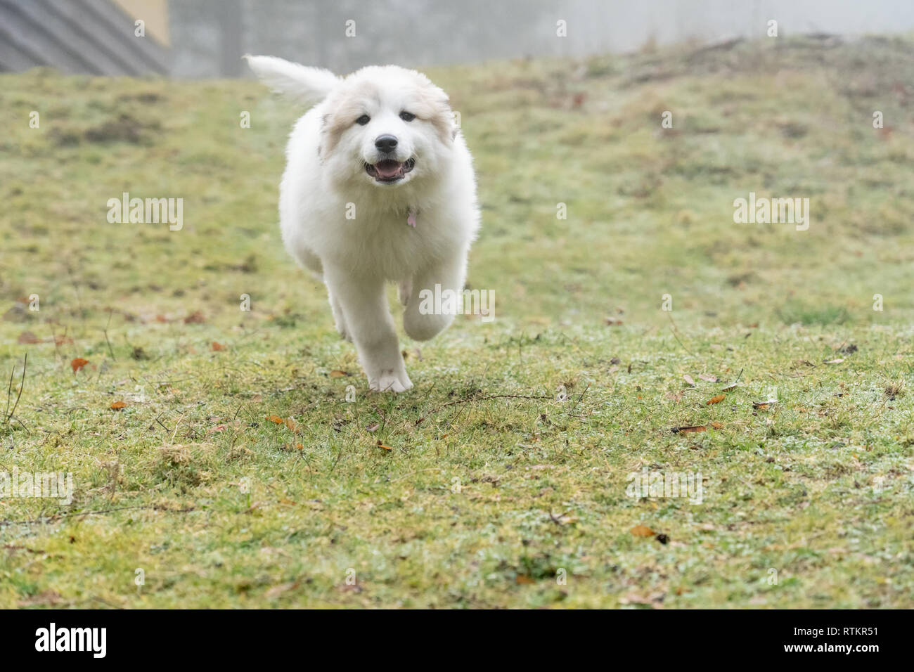 Issaquah, Washington, USA. Ten week old Great Pyrenees puppy running on ...