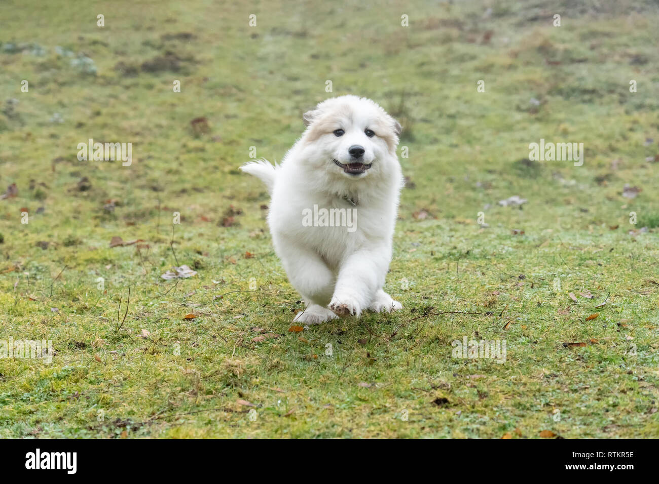 Issaquah, Washington, USA. Ten week old Great Pyrenees puppy running ...
