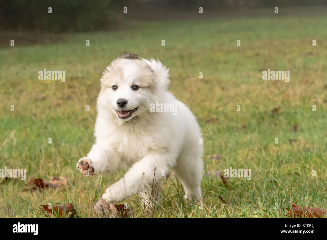 Issaquah, Washington, USA. Ten week old Great Pyrenees puppy running on ...