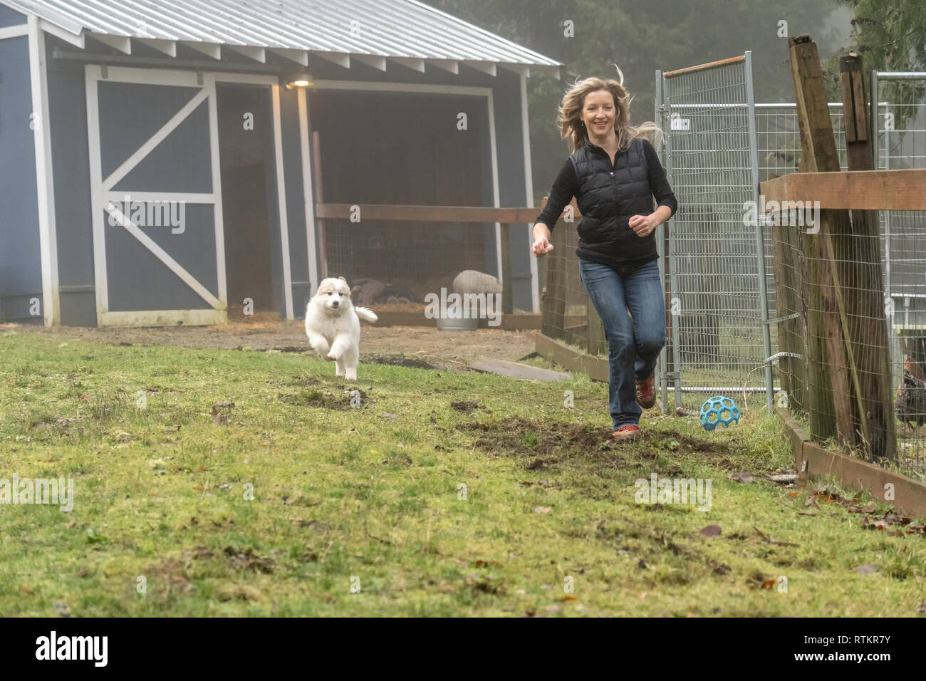 Issaquah, Washington, USA. Ten week old Great Pyrenees puppy running on ...