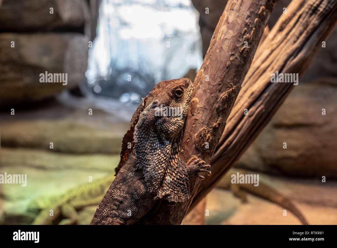 Chlamydosaurus kingii (Frilled-neck lizard Stock Photo - Alamy
