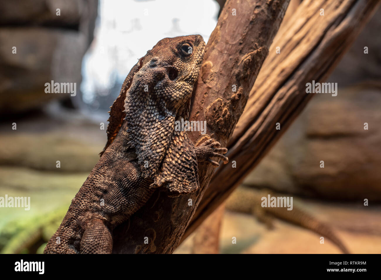 Frilled lizard new guinea hi-res stock photography and images - Alamy