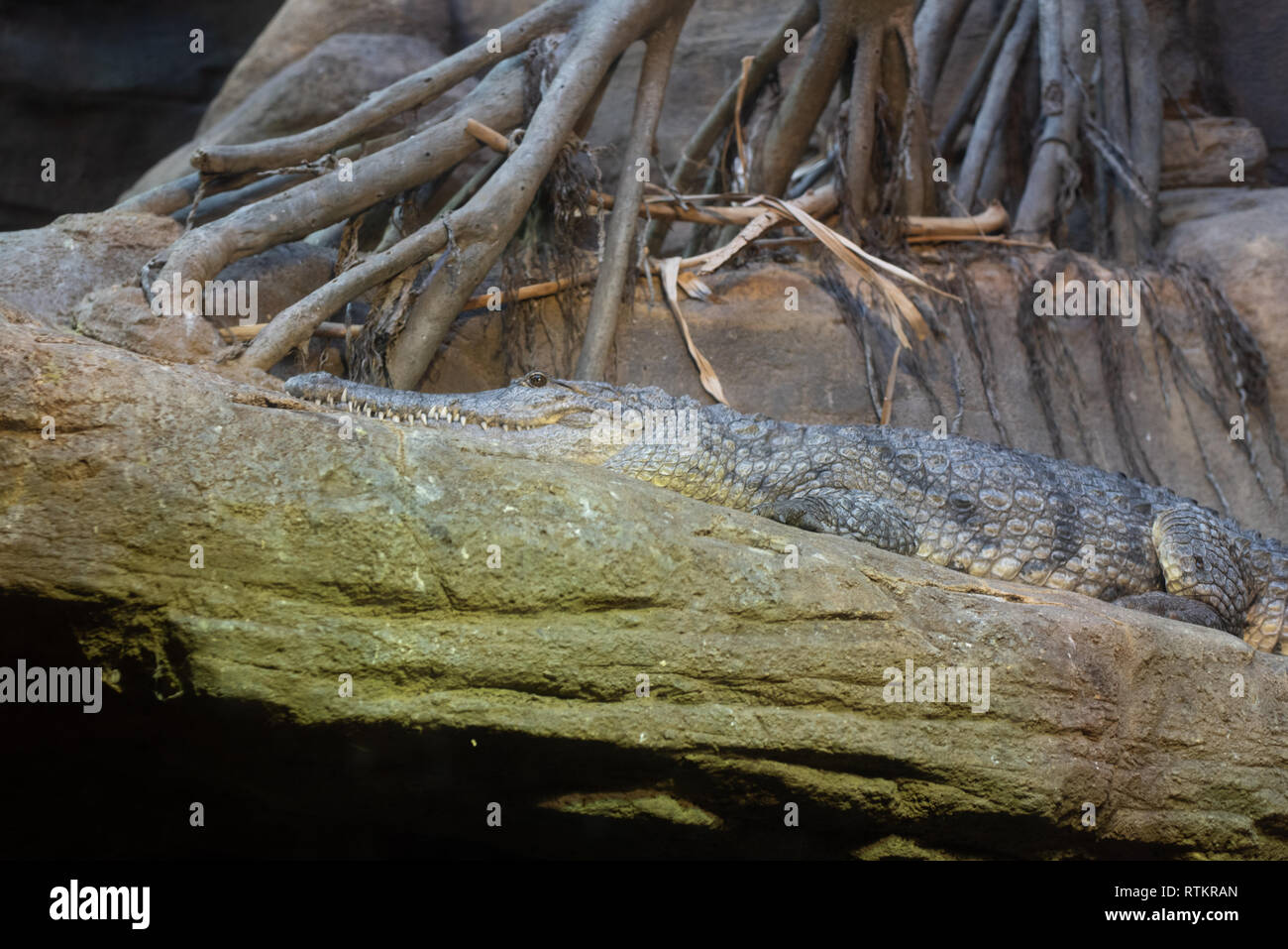 Australian freshwater crocodile (Crocodylus johnsoni Stock Photo - Alamy