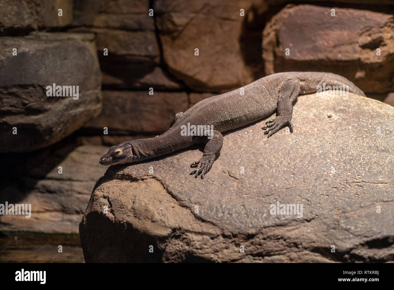 Mertens water monitor (Varanus mertensi Stock Photo - Alamy