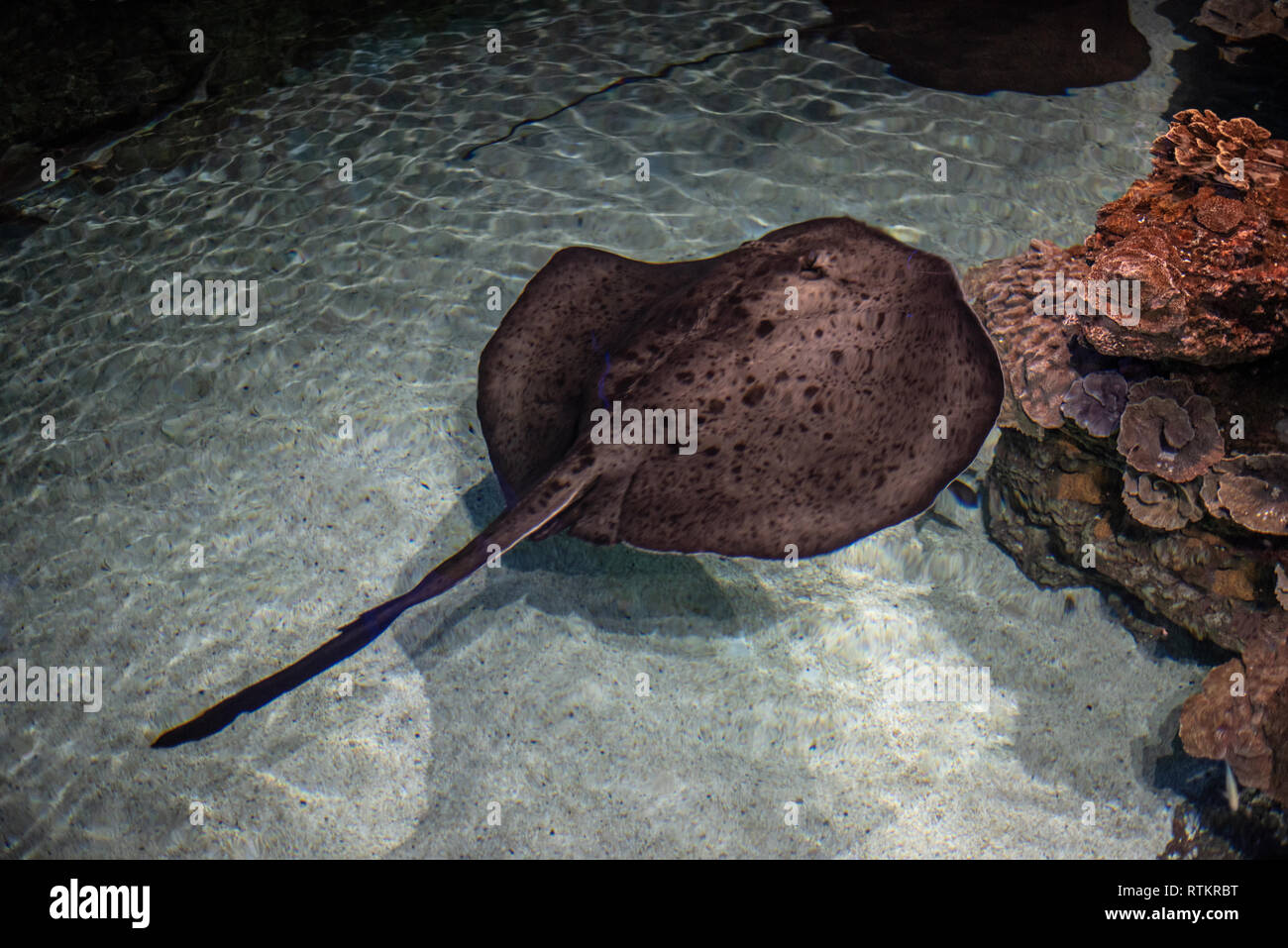 Roughtail stingray dasyatis centroura hi-res stock photography and ...
