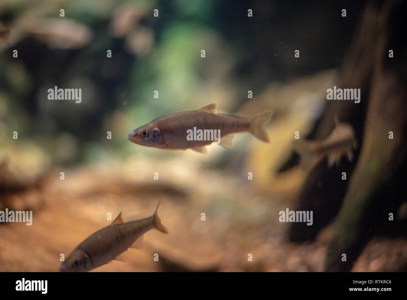 Group of three freshwater fish Stock Photo - Alamy