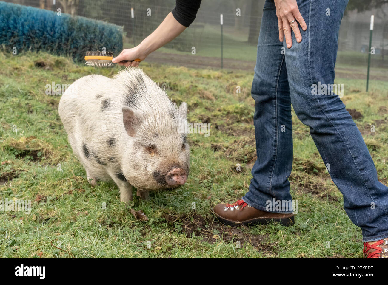 Pig lifestyle hi-res stock photography and images - Alamy