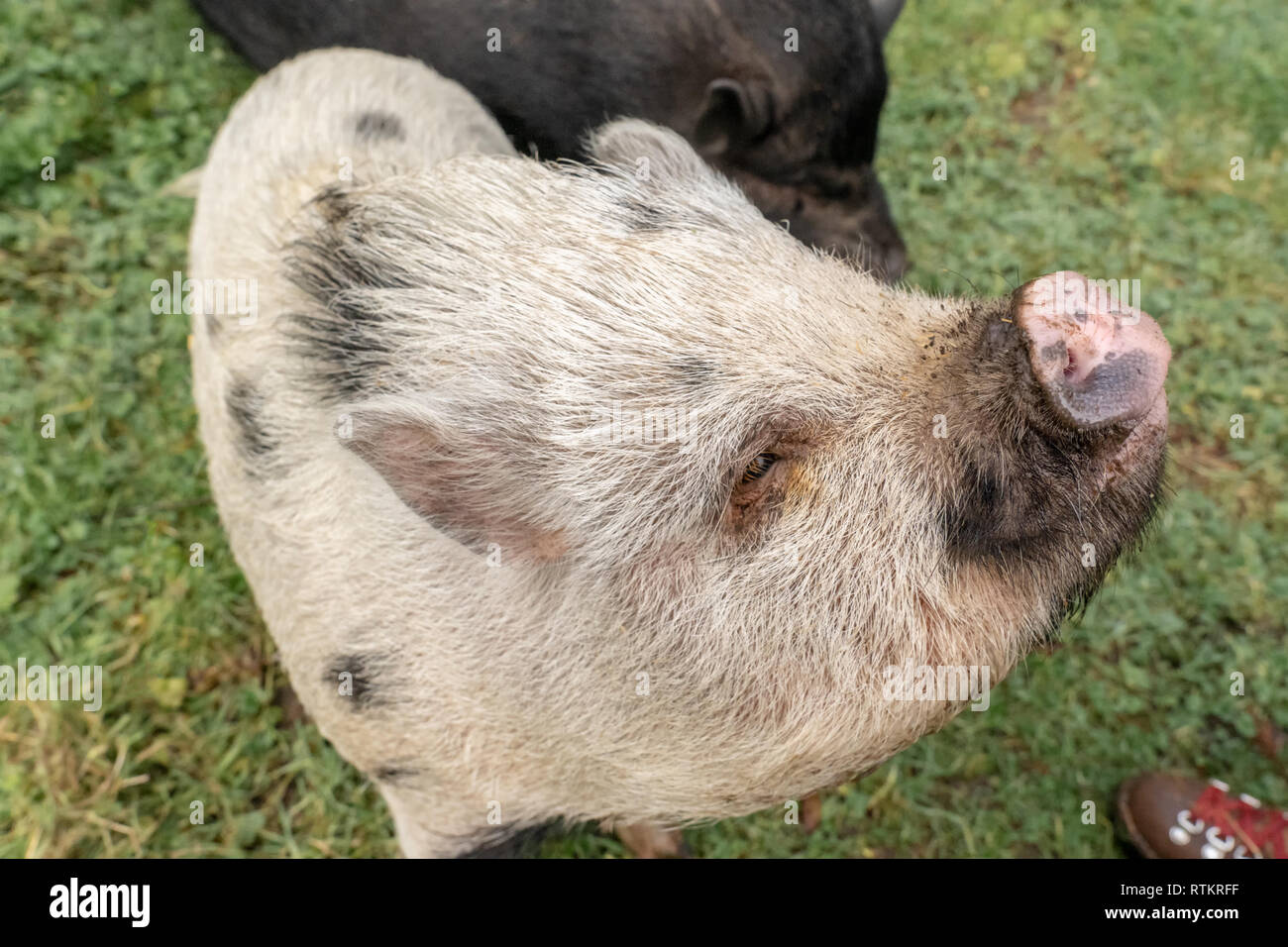 Black Miniature Pigs