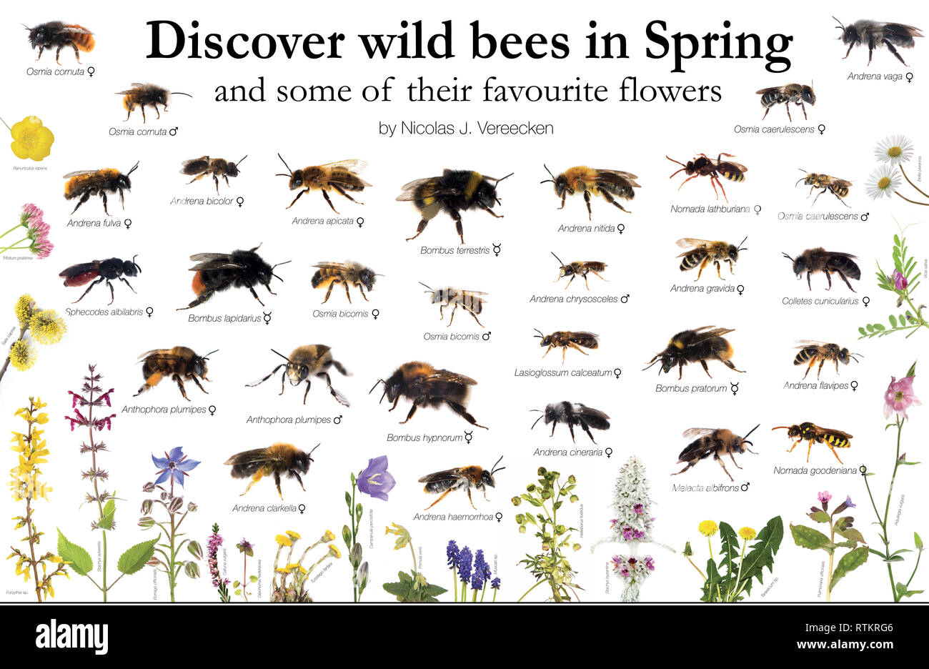 Wild bees in Spring Stock Photo - Alamy